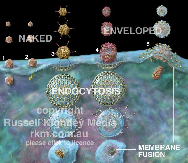 Encuentra aquí información de Virus biológico para tu escuela ¡Entra ya ...