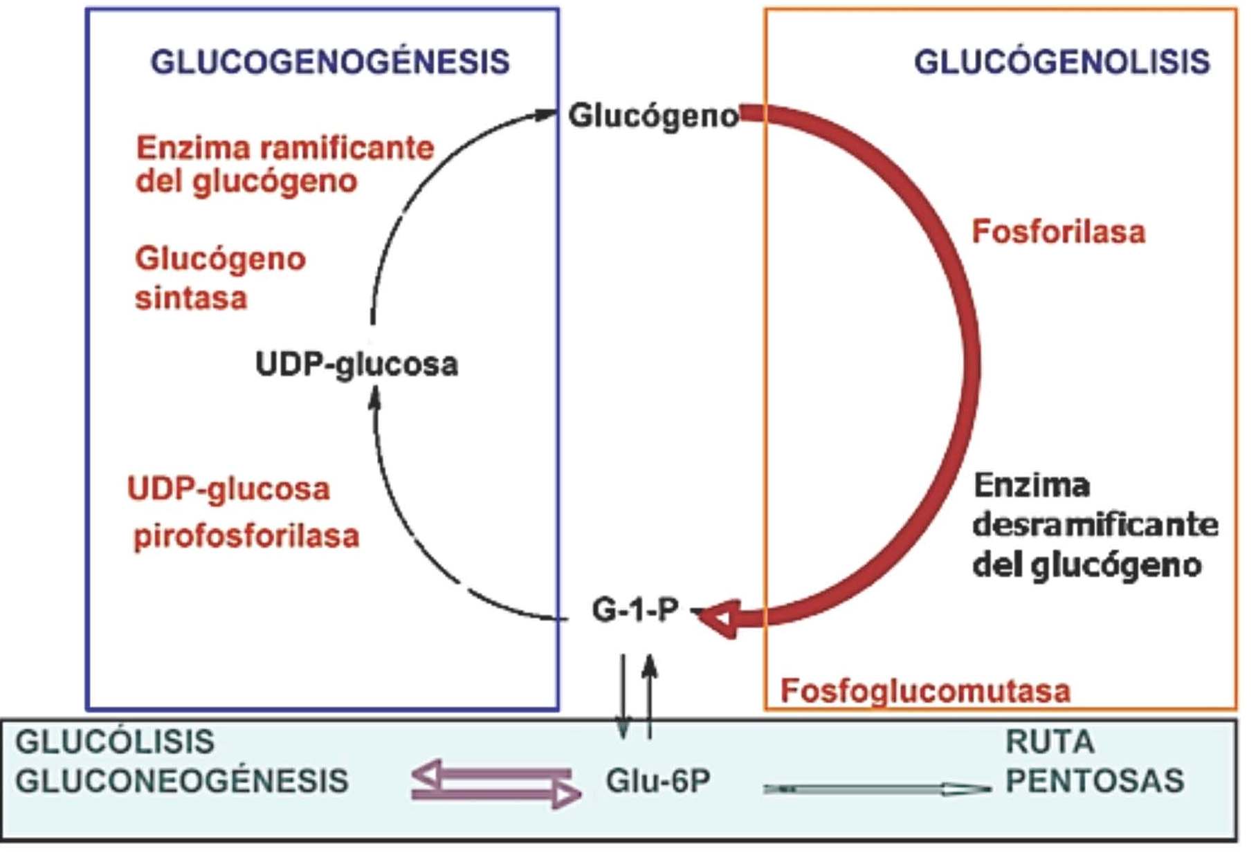 Etapas De Glicogenolise